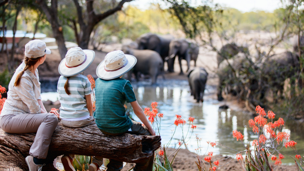 How to Have the Best Safari Experience - Traveltweaks