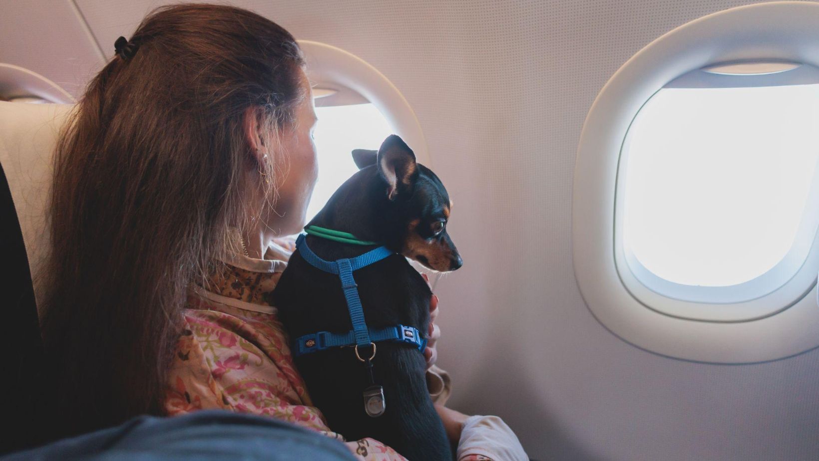 Flying With a Psychiatric Service Dog - Traveltweaks