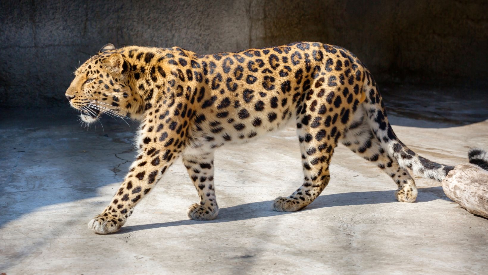 Jawai Rajasthan Leopard Safari: Luxury Guide & Travel Tips